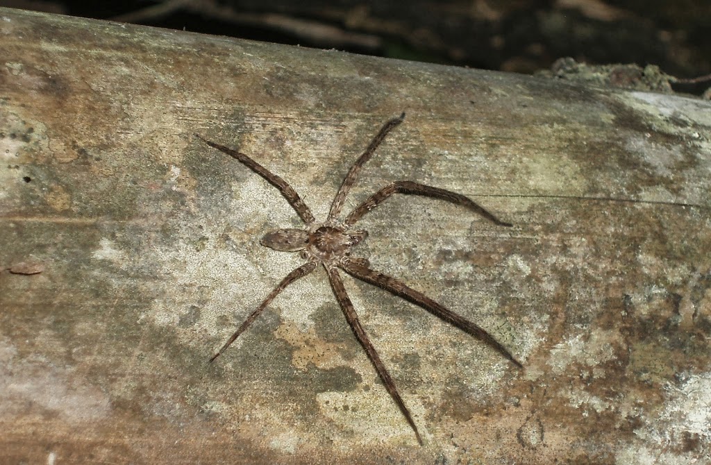 fat-leg-spider-Fighting-Couple • A Passion and A Passport