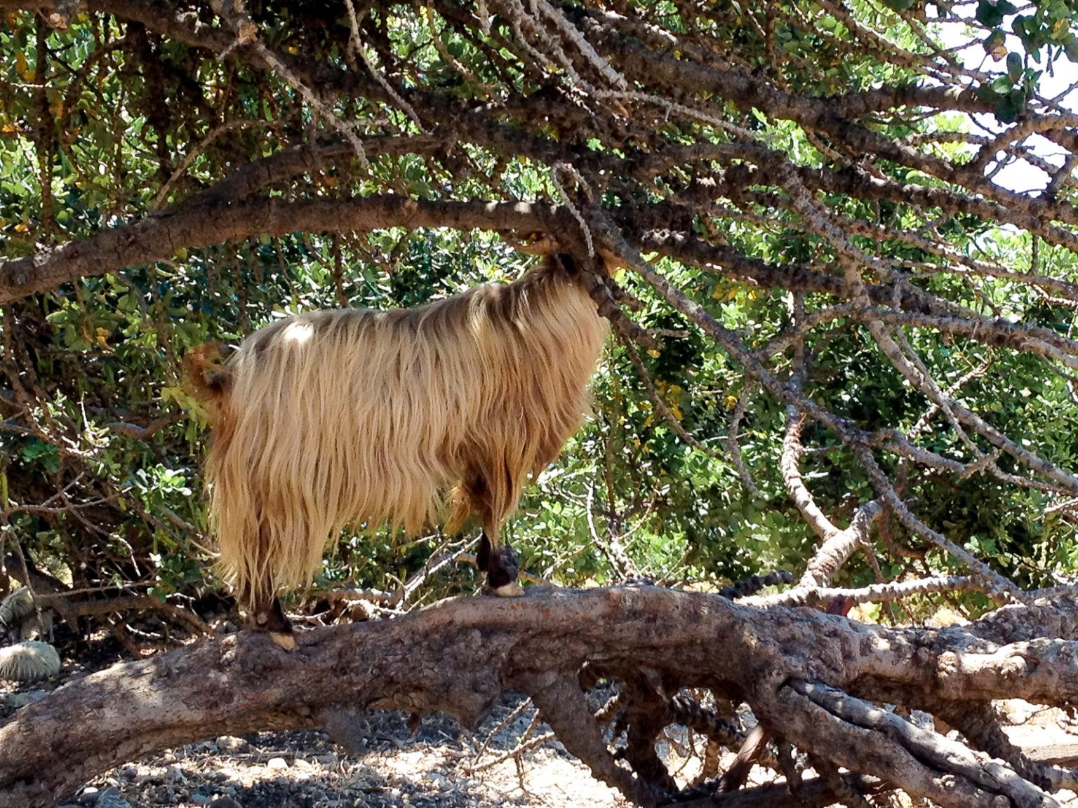 Best Things to Do in Crete: An Insider's Guide to Greece’s Largest Island