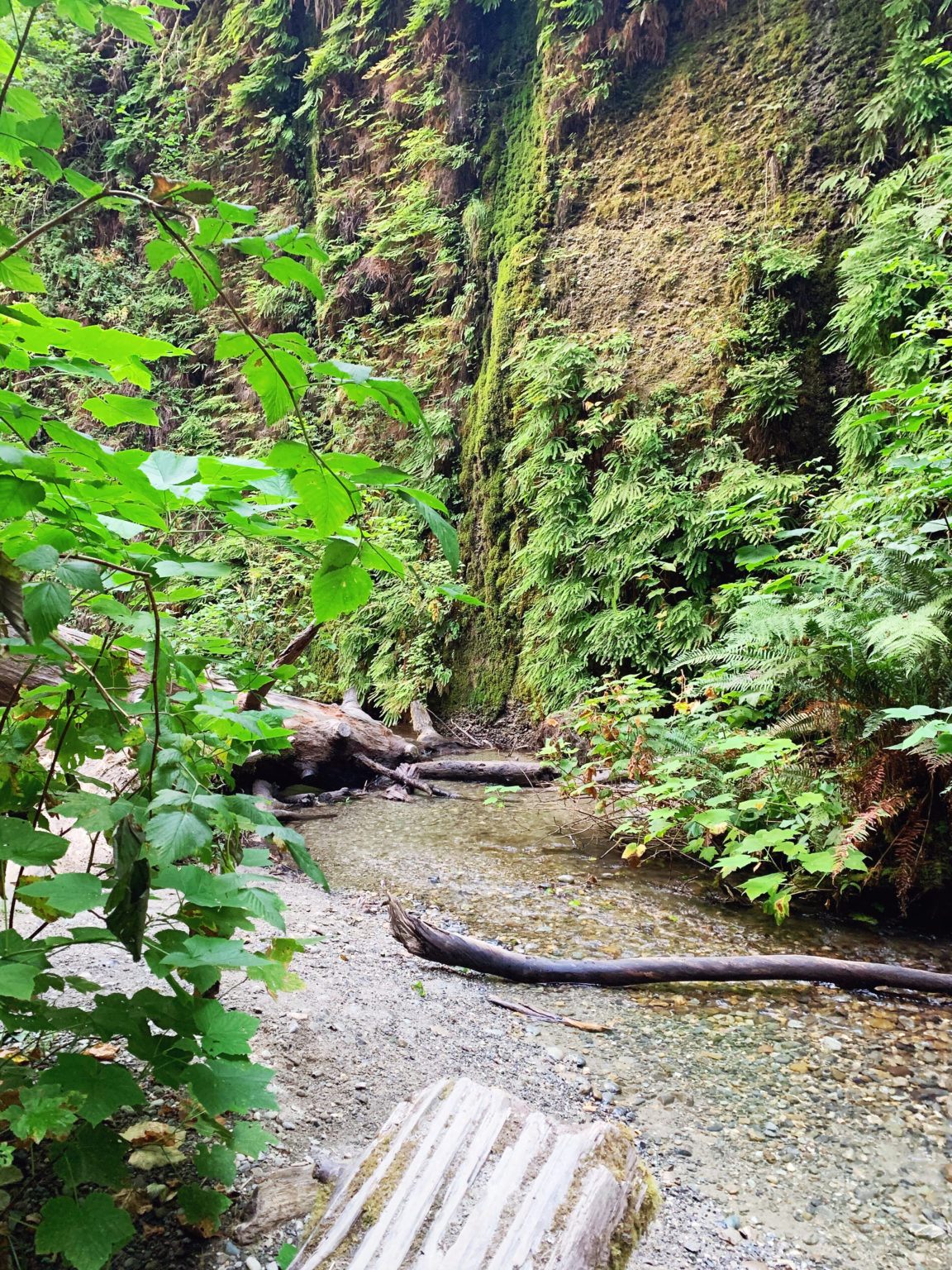 Hiking the Fern Canyon Trail: Everything You Need to Know (plus photos)