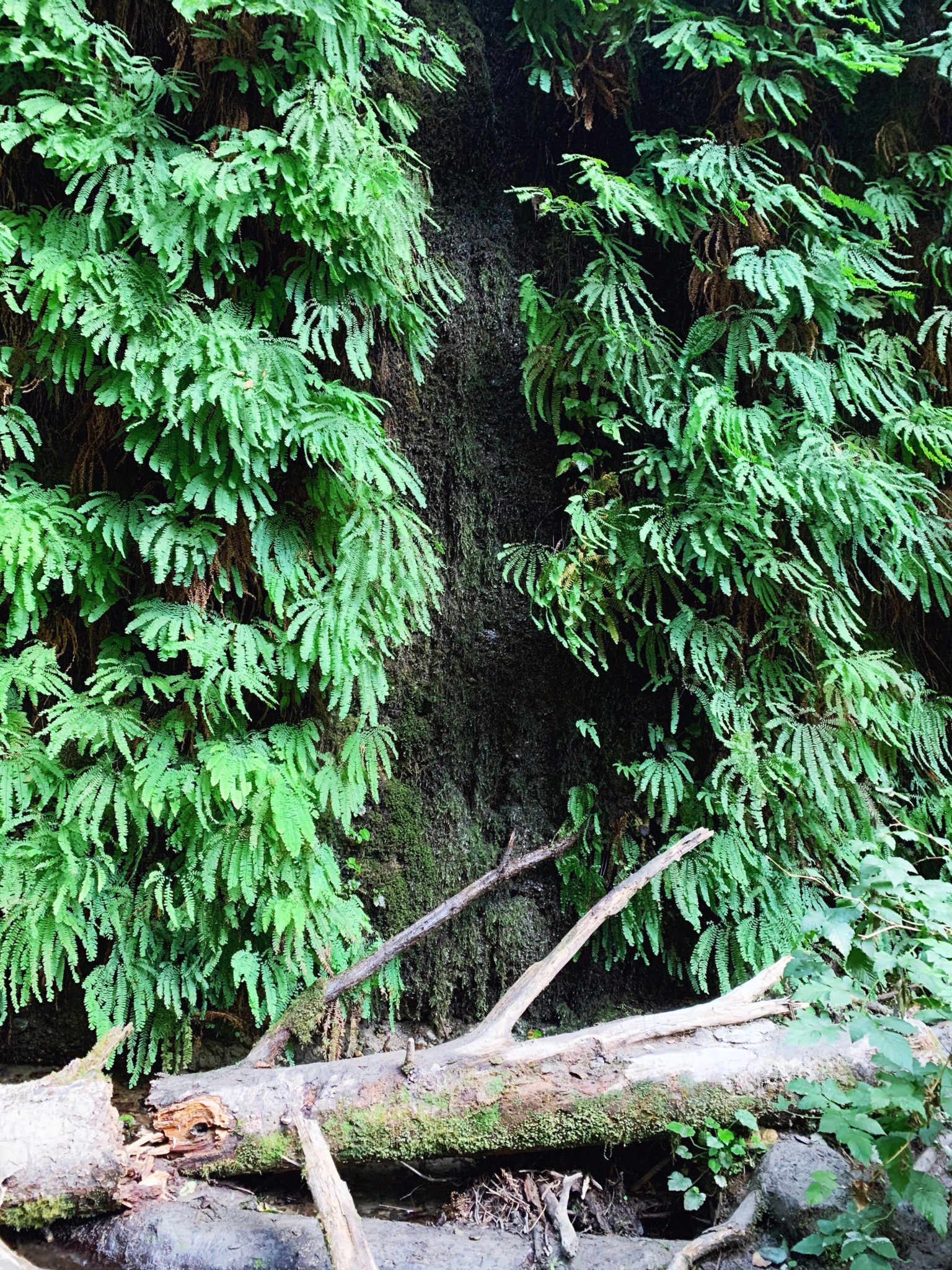 Hiking the Fern Canyon Trail: Everything You Need to Know (plus photos)