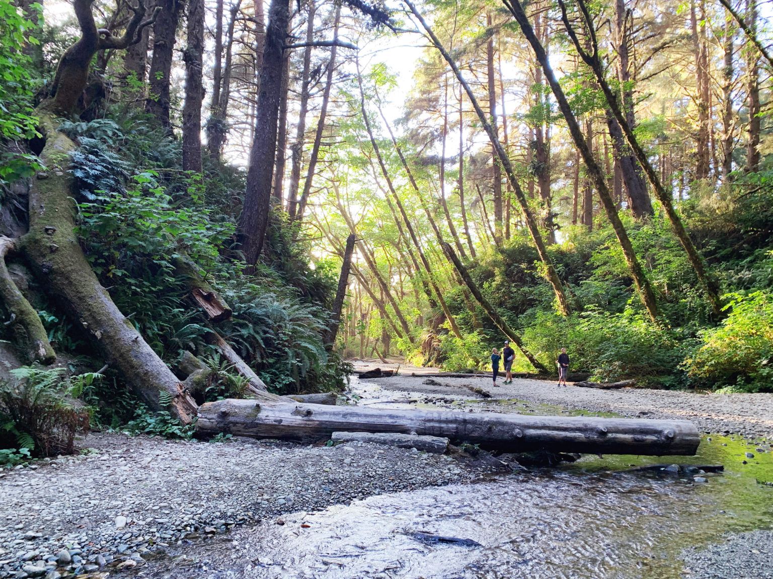 Hiking the Fern Canyon Trail: Everything You Need to Know (plus photos)