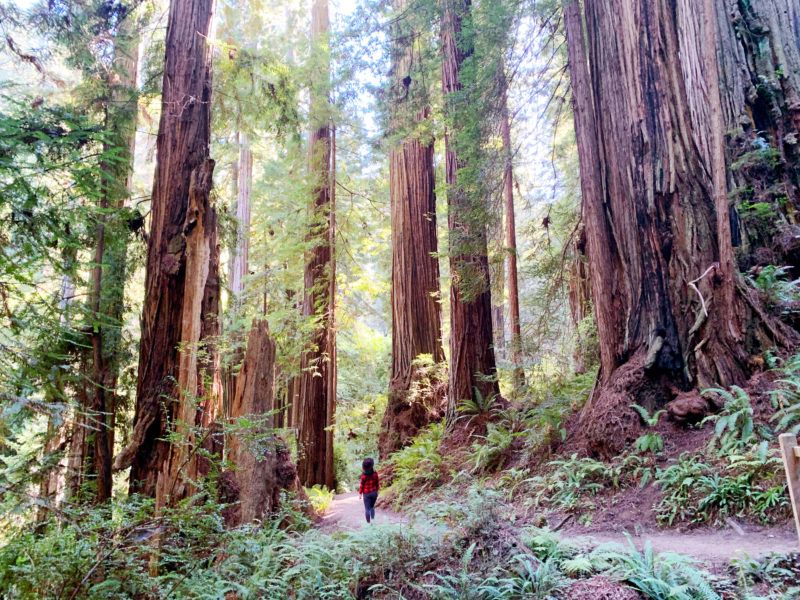 300+ Things to Do in Northern California (Massive NorCal Bucket List)