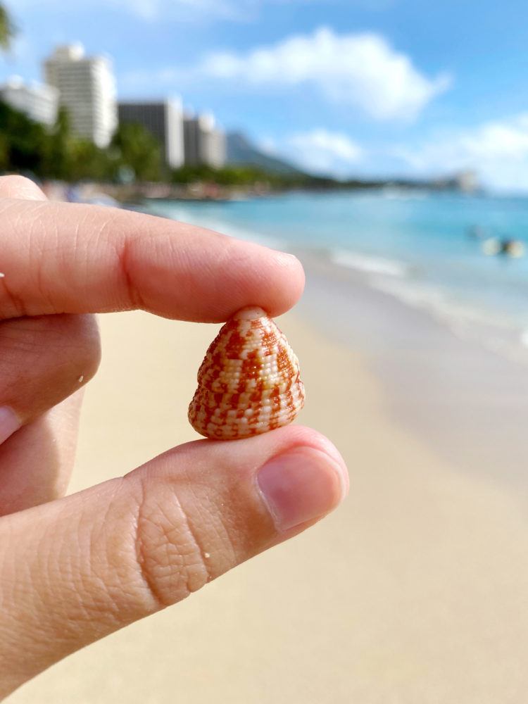 shell on waikiki beach oahu 3 • A Passion and A Passport
