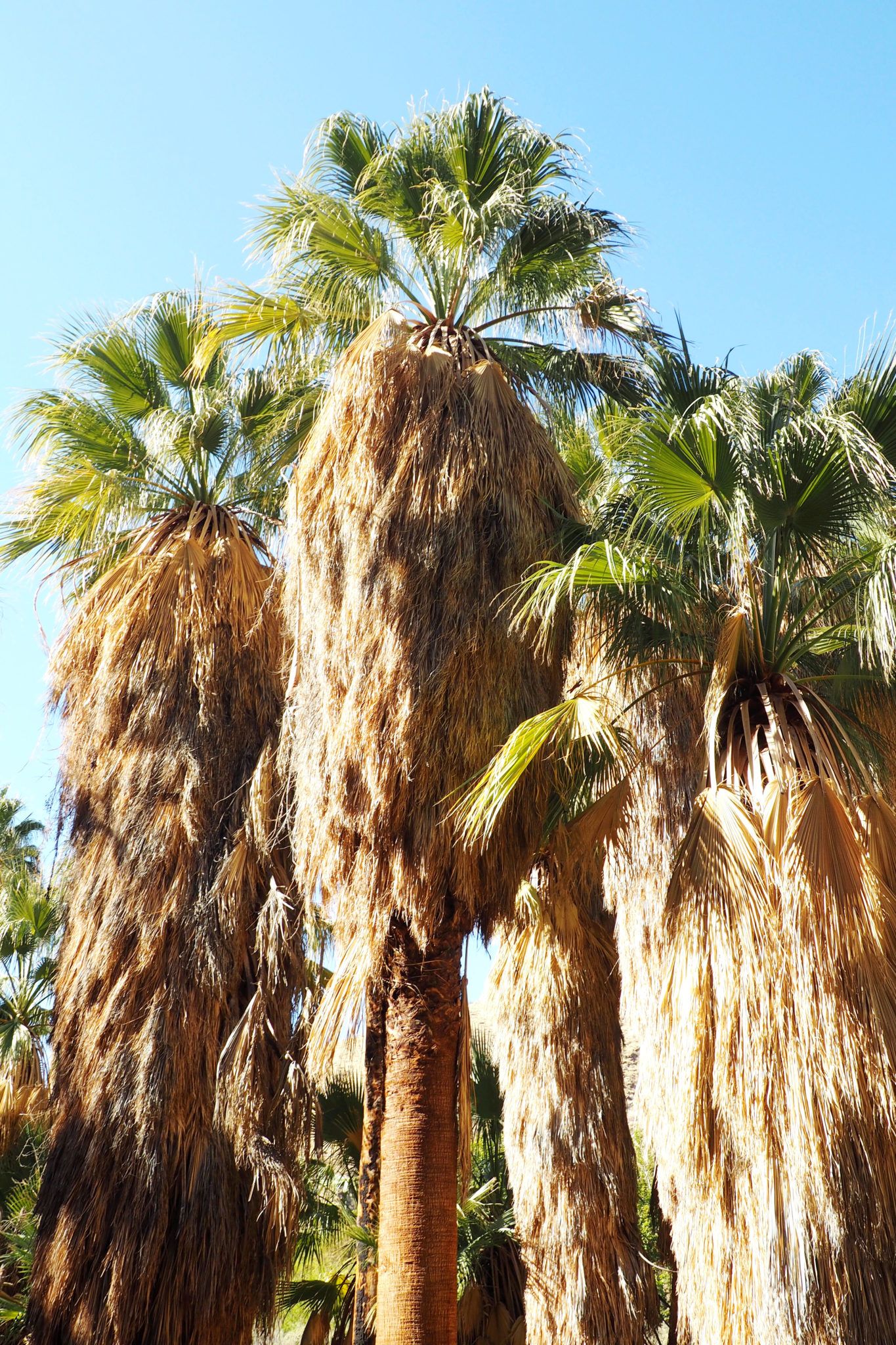 Hiking the Andreas Canyon Trail in Palm Springs [Complete Hiking Guide]