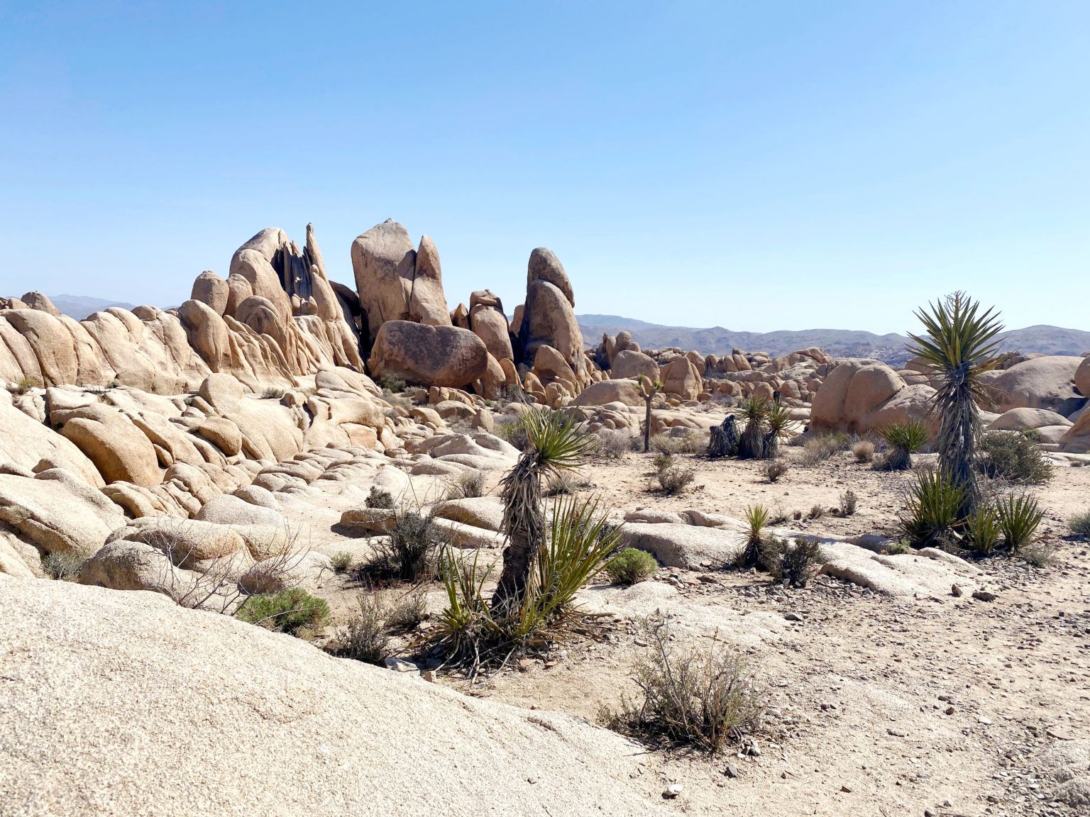 The Perfect Day Trip to Joshua Tree National Park: Everything You Need ...
