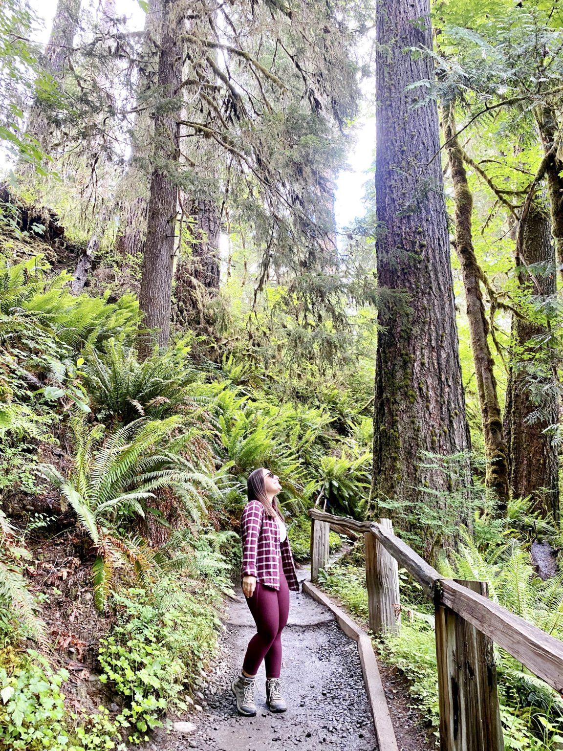 Hall of Mosses Trail in Olympic National Park: What You Need to Know