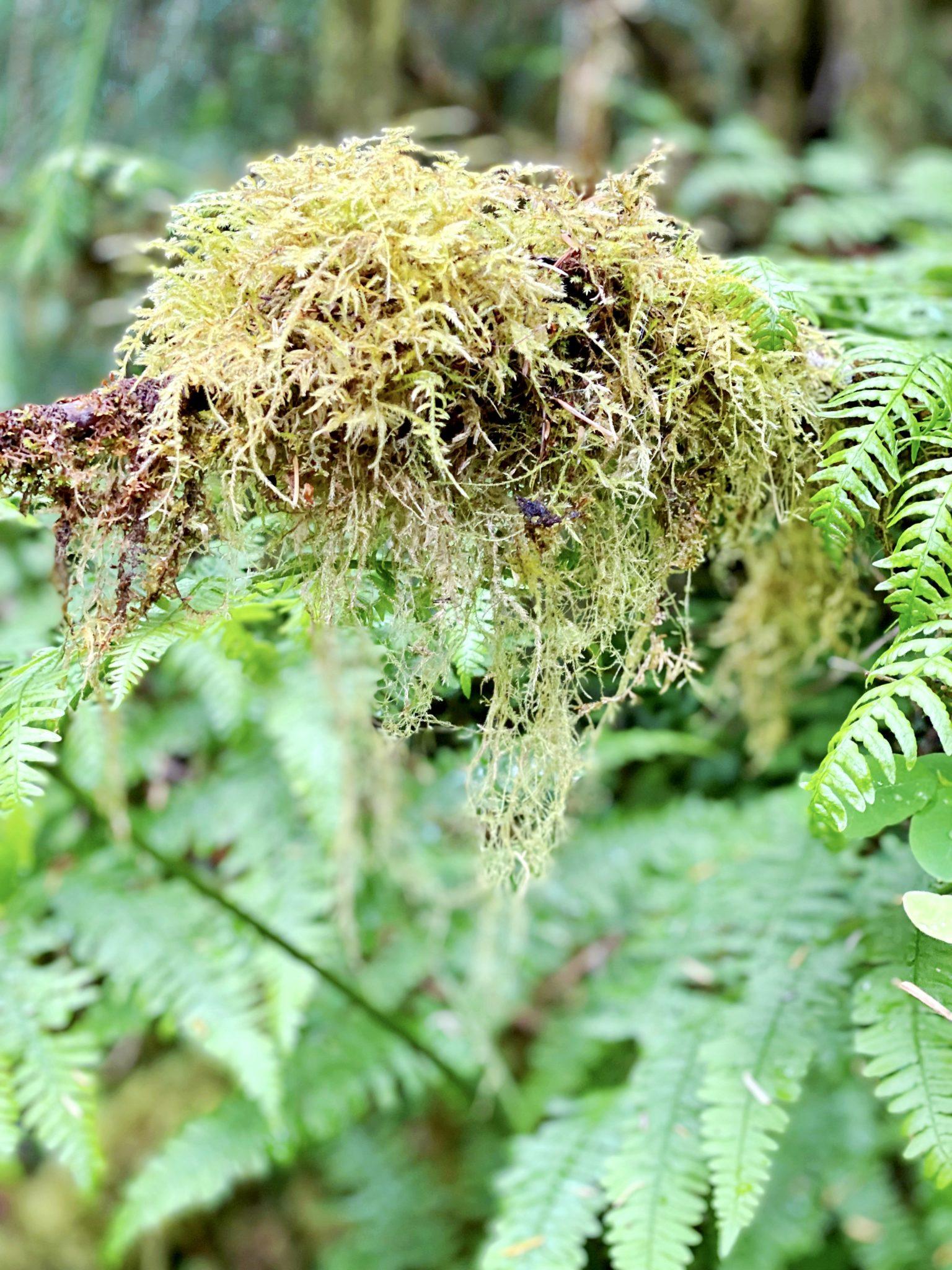 Hall of Mosses Trail in Olympic National Park: What You Need to Know