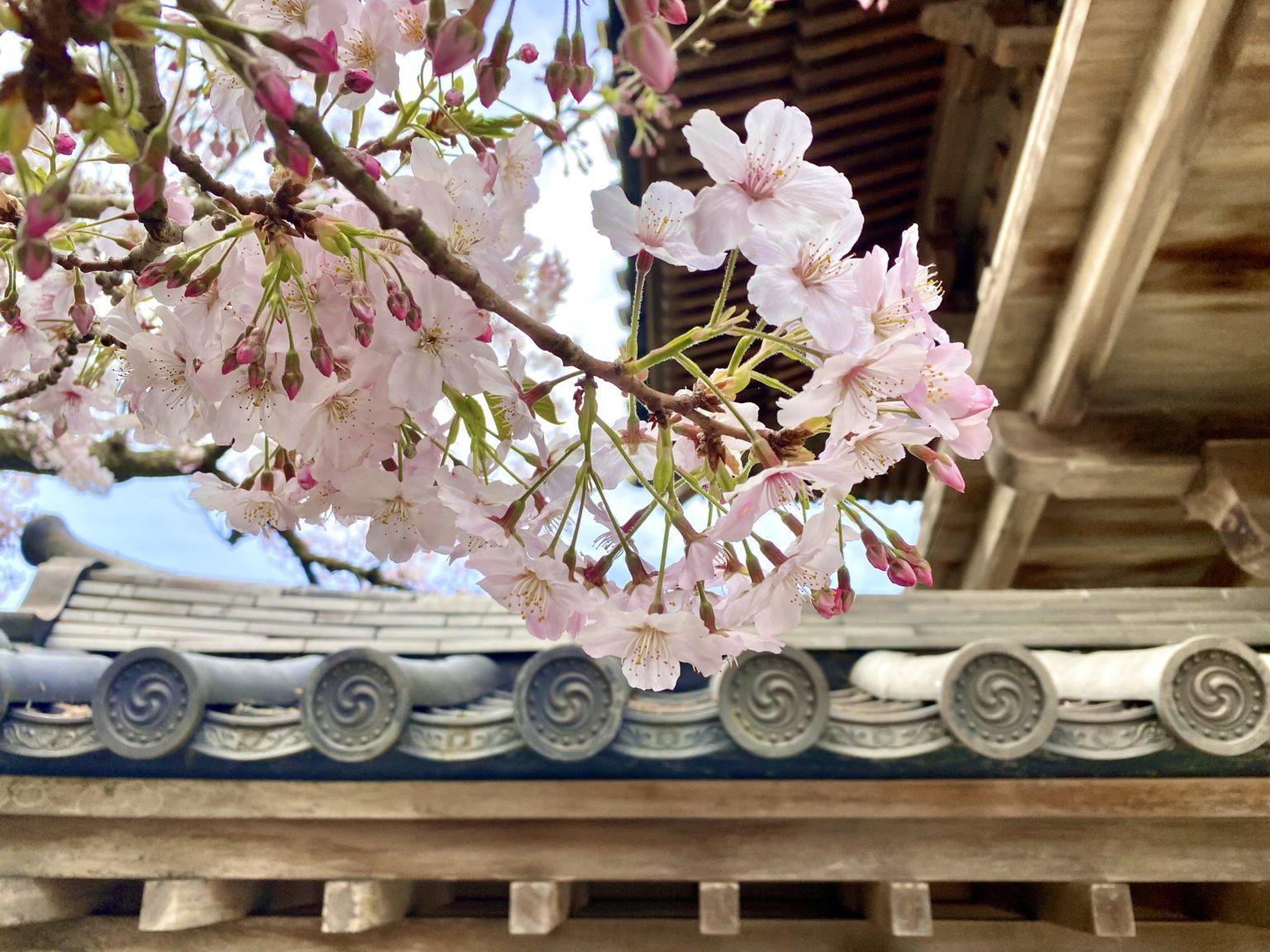 20+ Gardens + Flower Fields in San Francisco Bay Area (+ When to Go!)