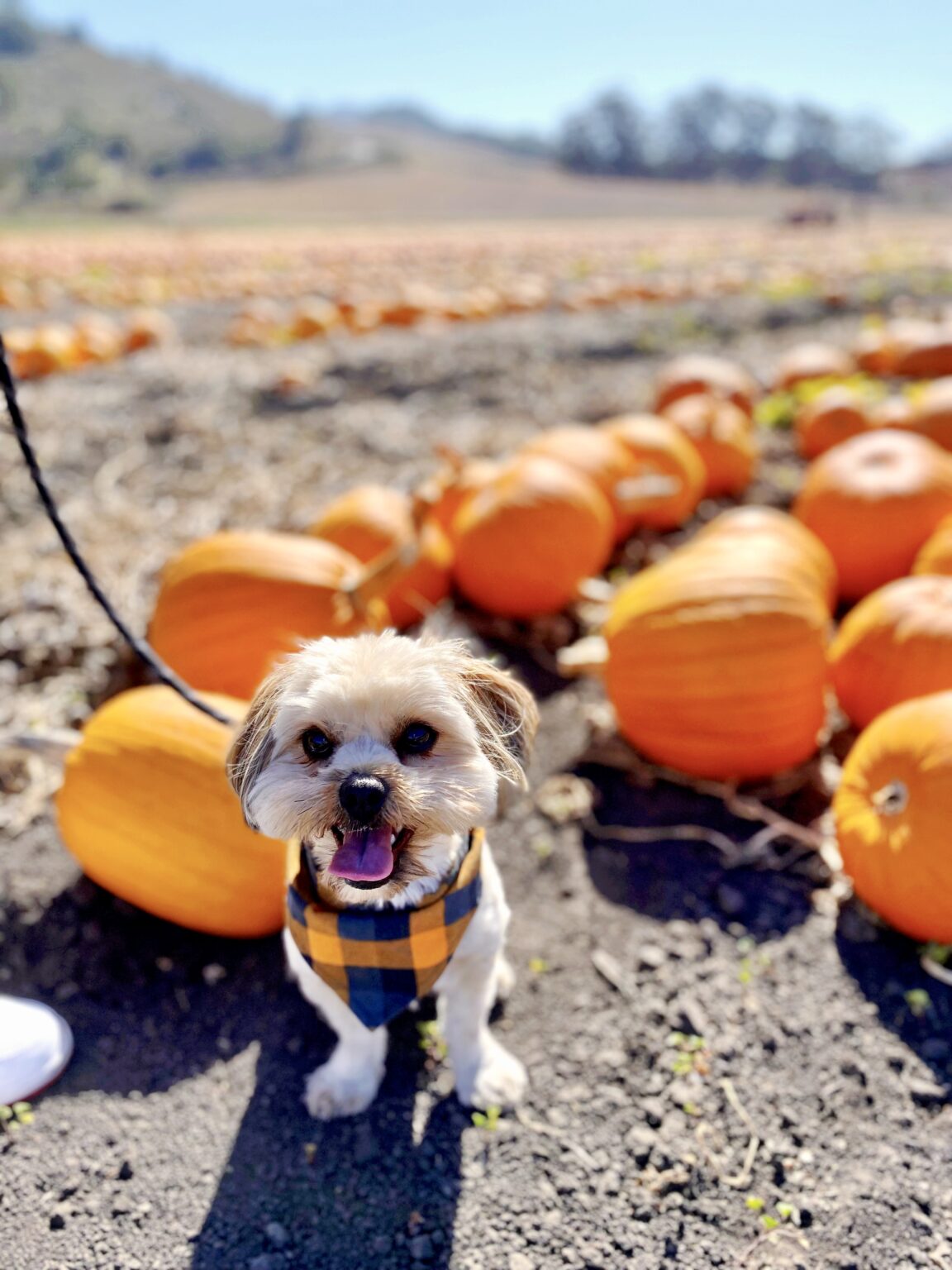 Pumpkin Patches in Half Moon Bay: My Favorite Fall Pumpkin Farms