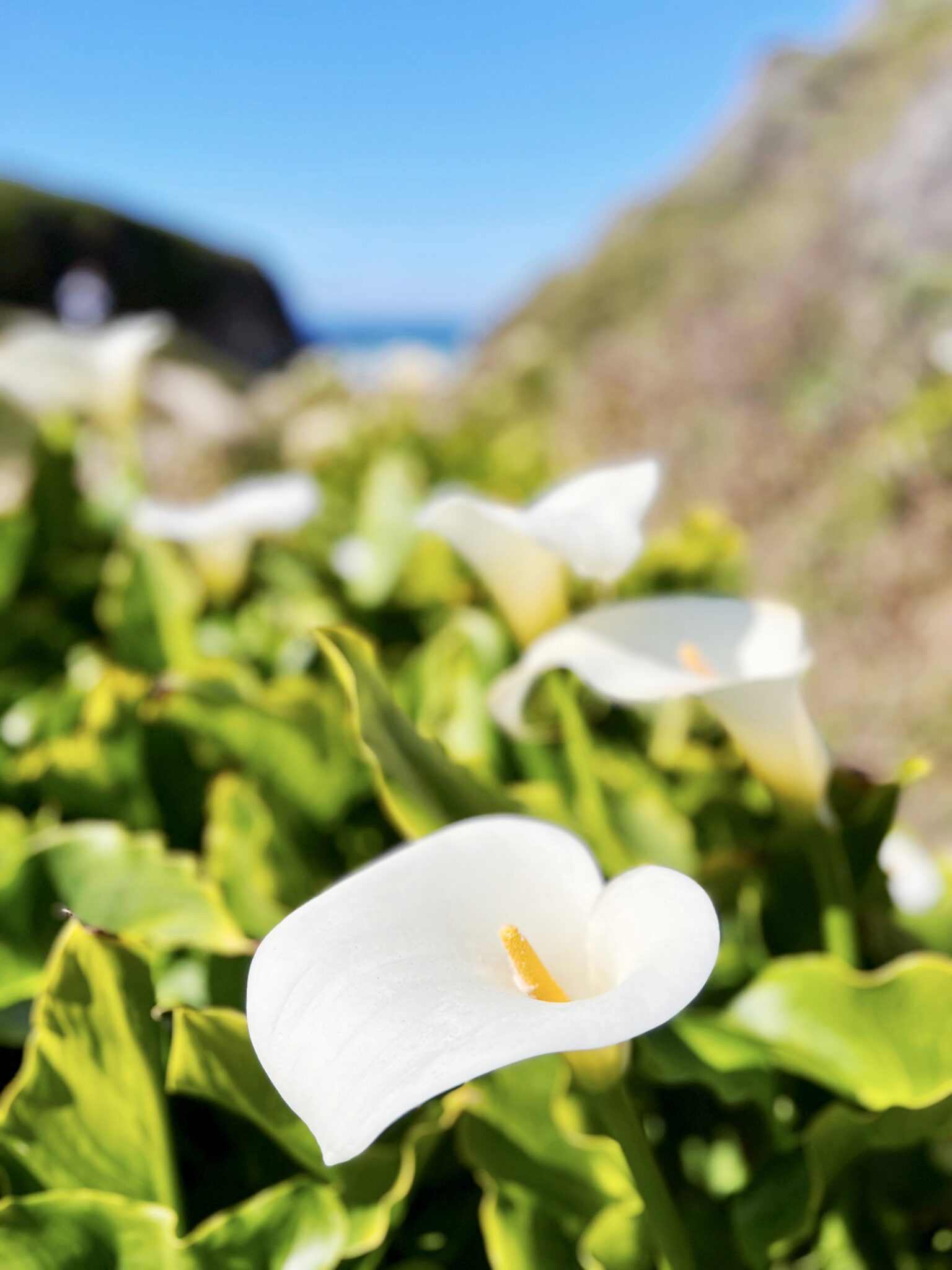 Calla Lily Valley in Big Sur: Location, Bloom Season, and More Tips