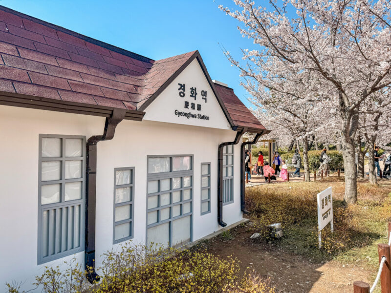 Jinhae Cherry Blossom Festival in Korea: Is It Worth the Day Trip?!