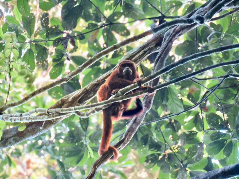 3 Days in the Peruvian Amazon Rainforest (Puerto Maldonado)